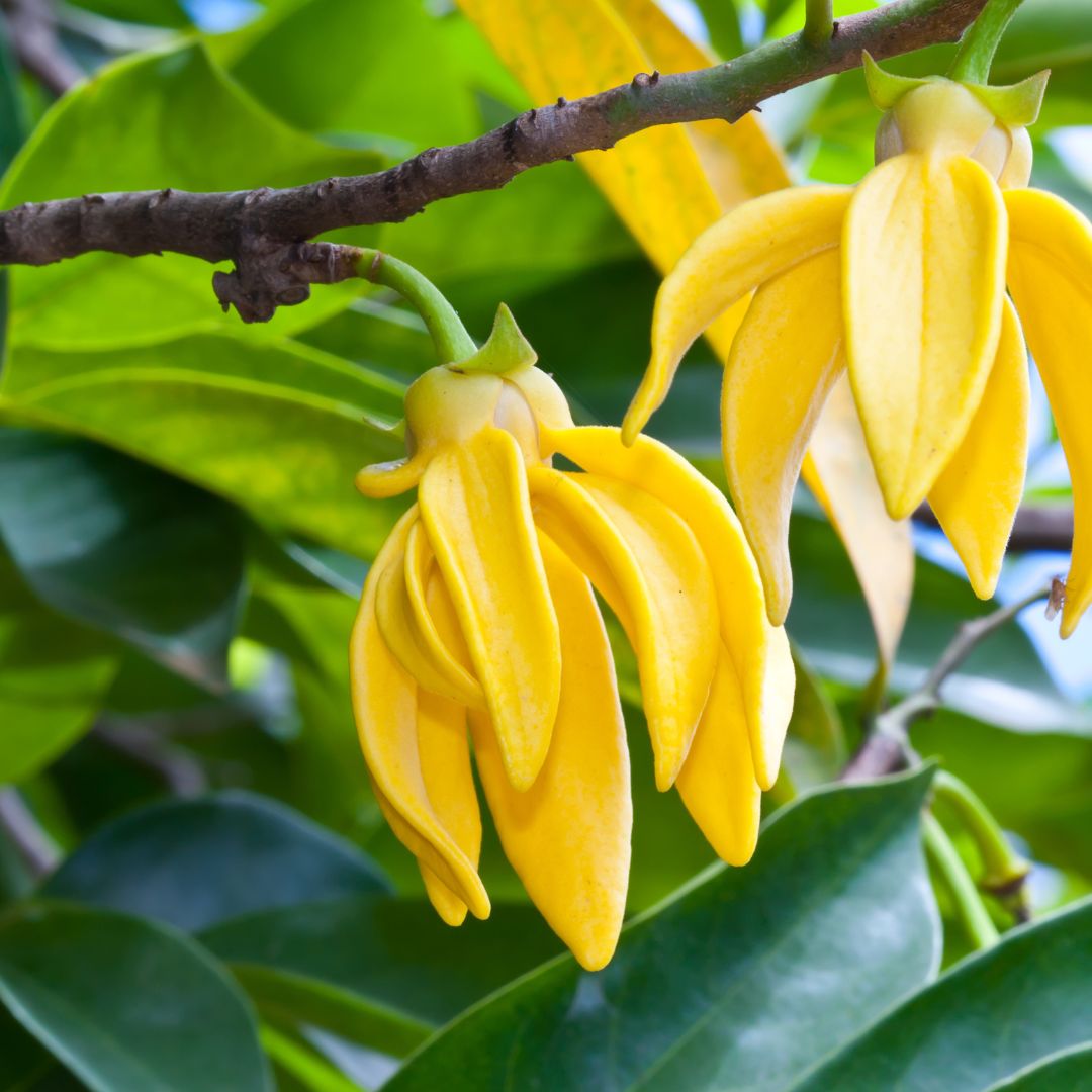 Ylang Ylang and it's many therapeutic benefits – Made By Coopers